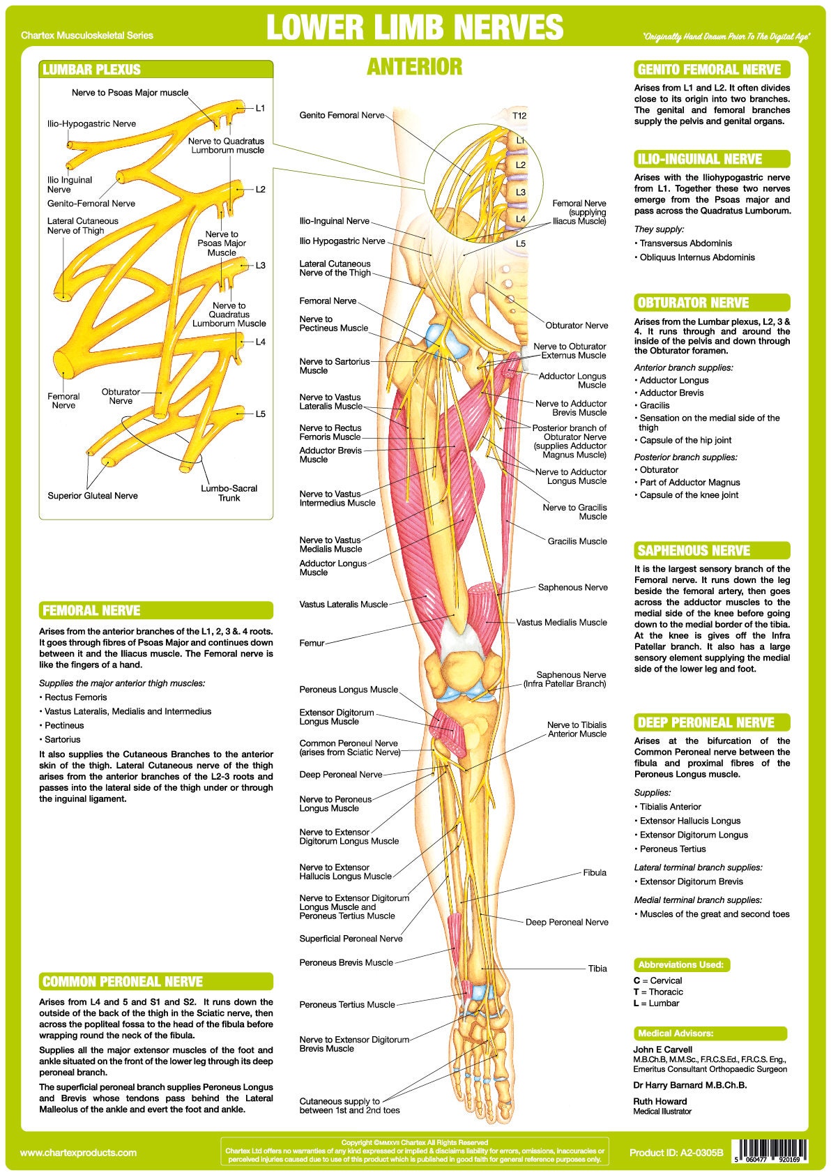 Nervous System Anatomy Posters Set of 6 - Etsy UK