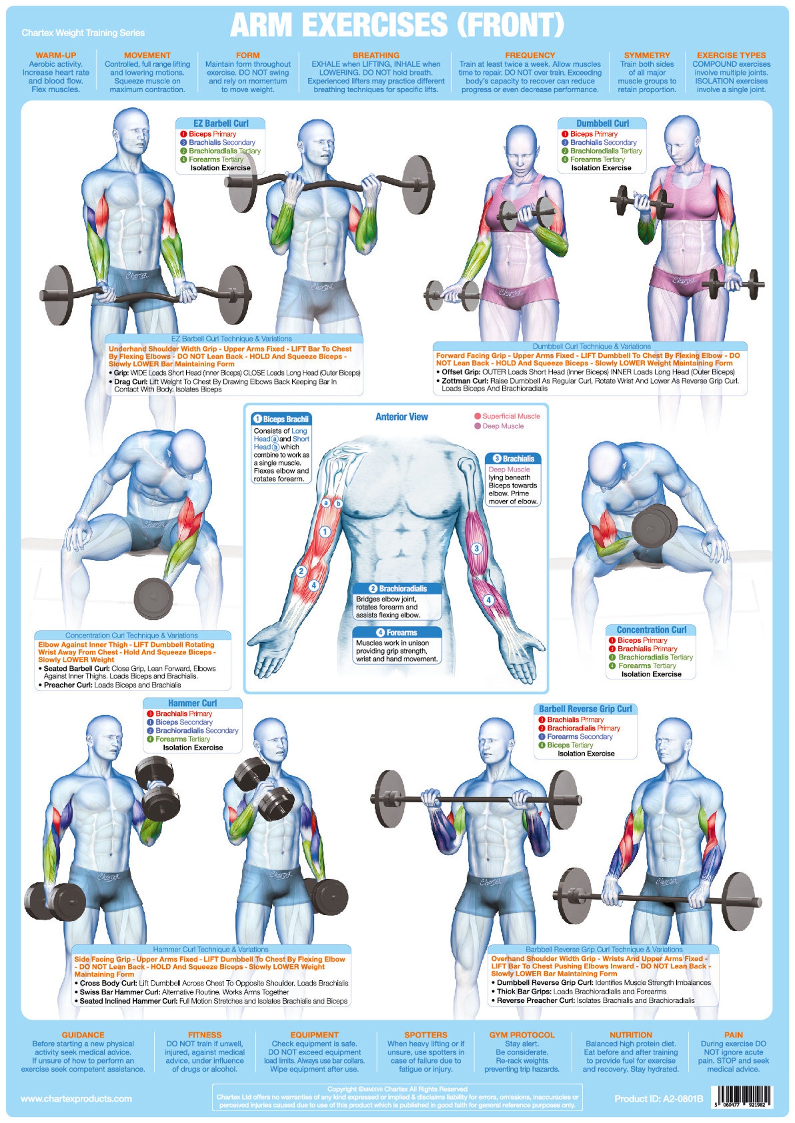 Weight Training Posters | Bodybuilding Exercise Charts | Strength ...