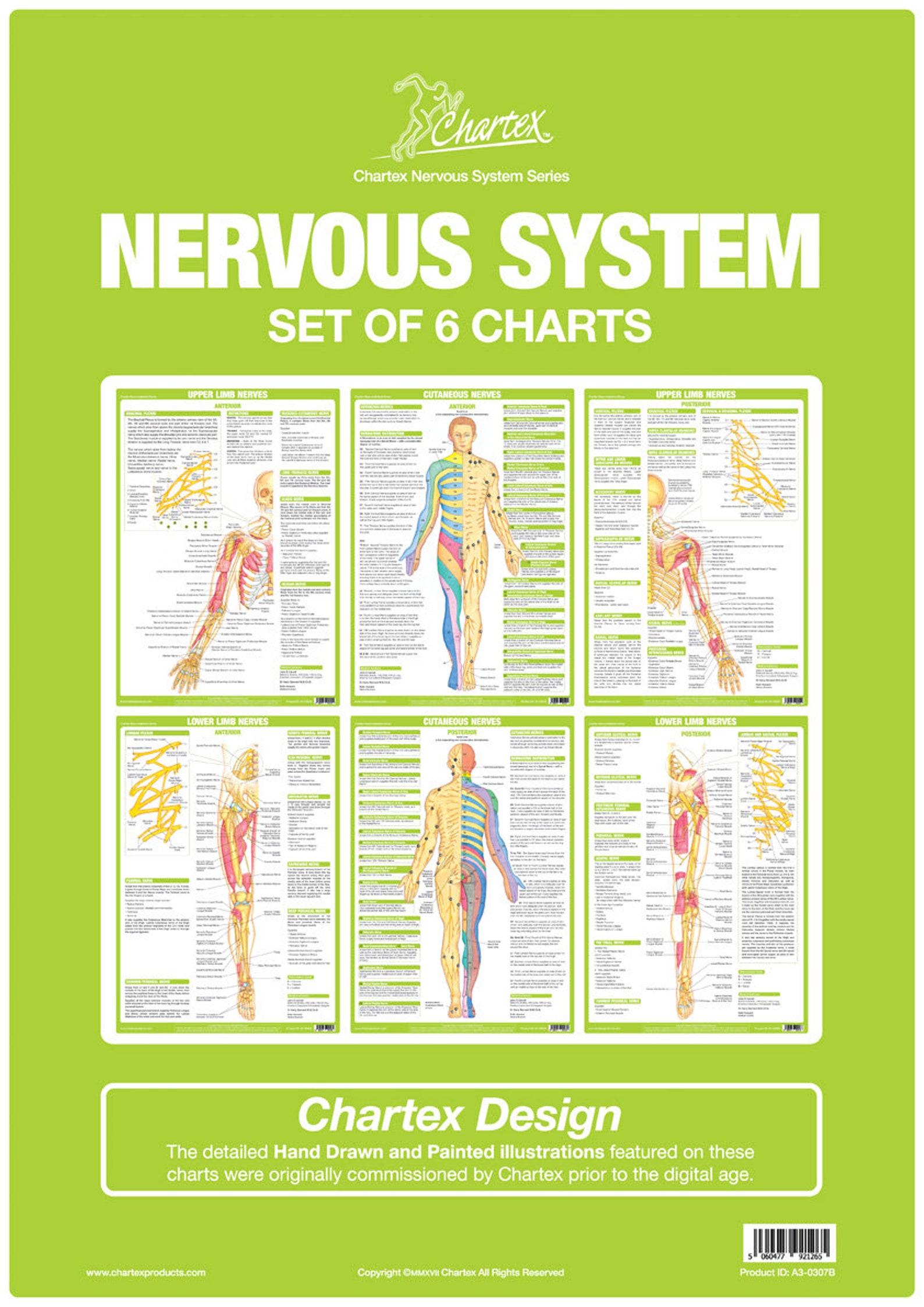 Nervous System Posters | Human Anatomy Charts - Etsy