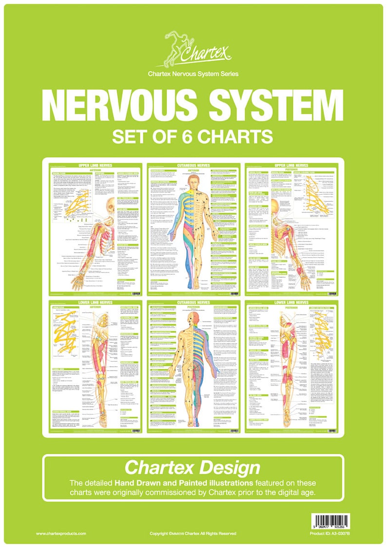 Nervous System Posters | Human Anatomy Charts - Etsy