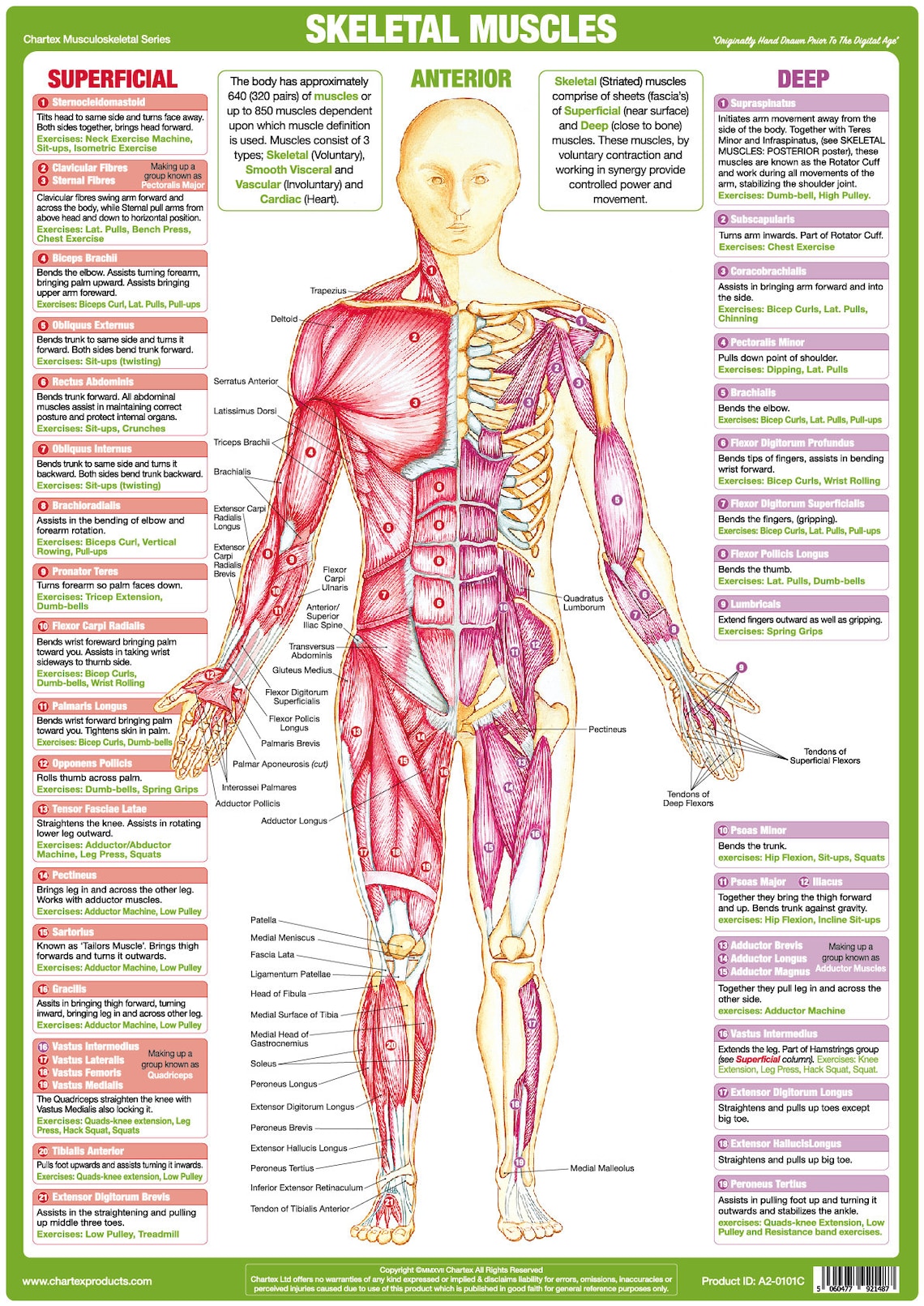 Muscle Anatomy Charts | Human Body Posters | Bodybuilding Posters - Etsy