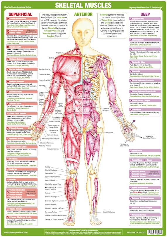Human Body Muscle Chart