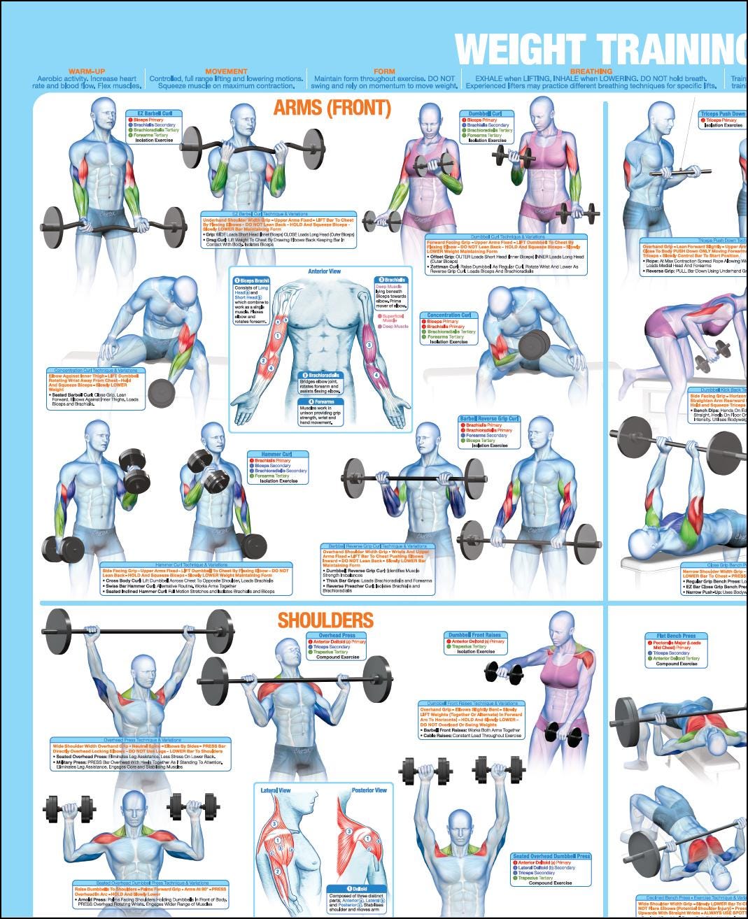 Bodybuilding Exercises