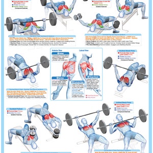 Weight Training Posters | Bodybuilding Exercise Charts | Strength ...