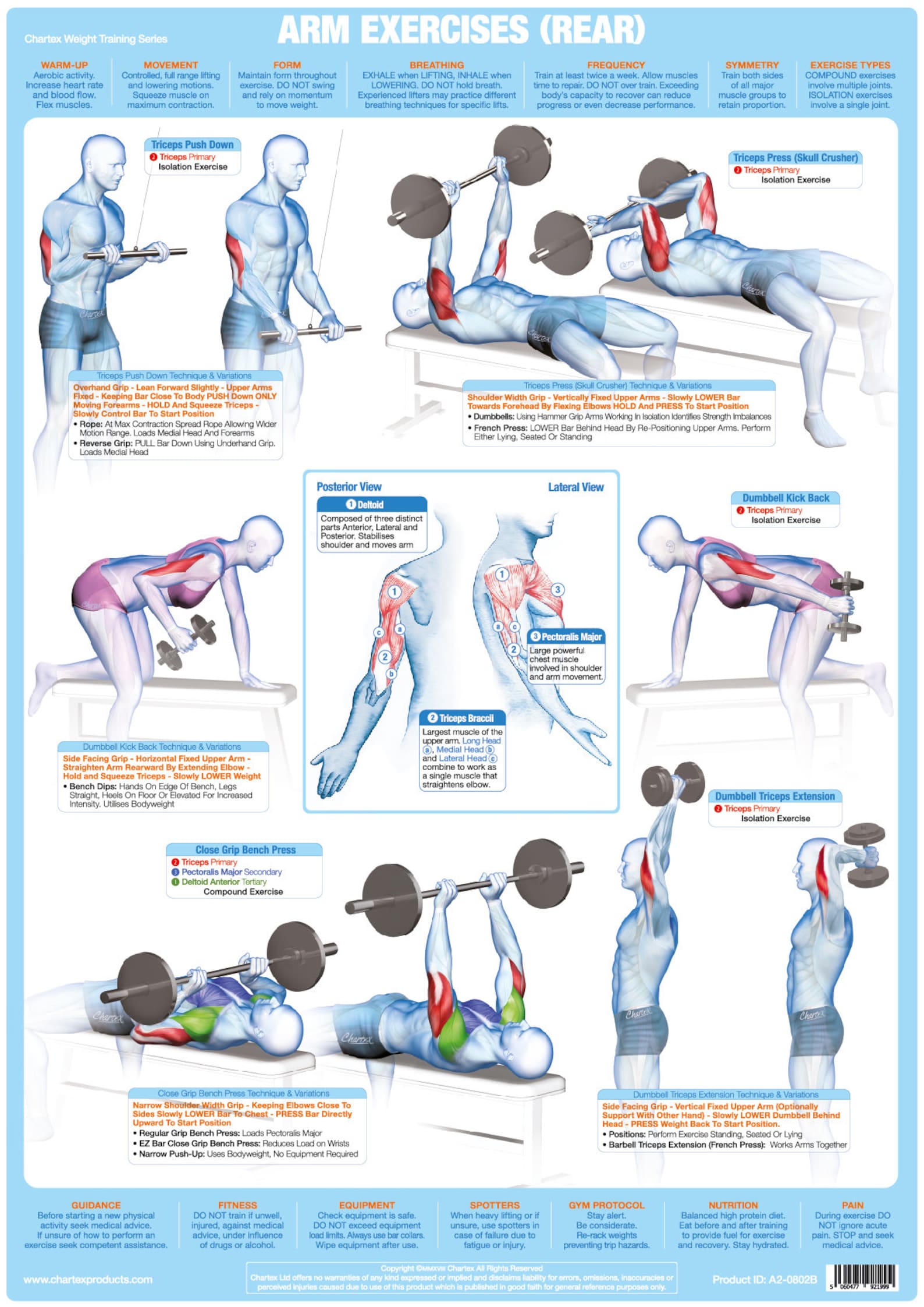 Weight Training Posters | Bodybuilding Exercise Charts | Strength ...