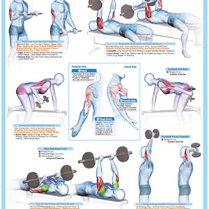 Weight Training Posters | Bodybuilding Exercise Charts | Strength ...