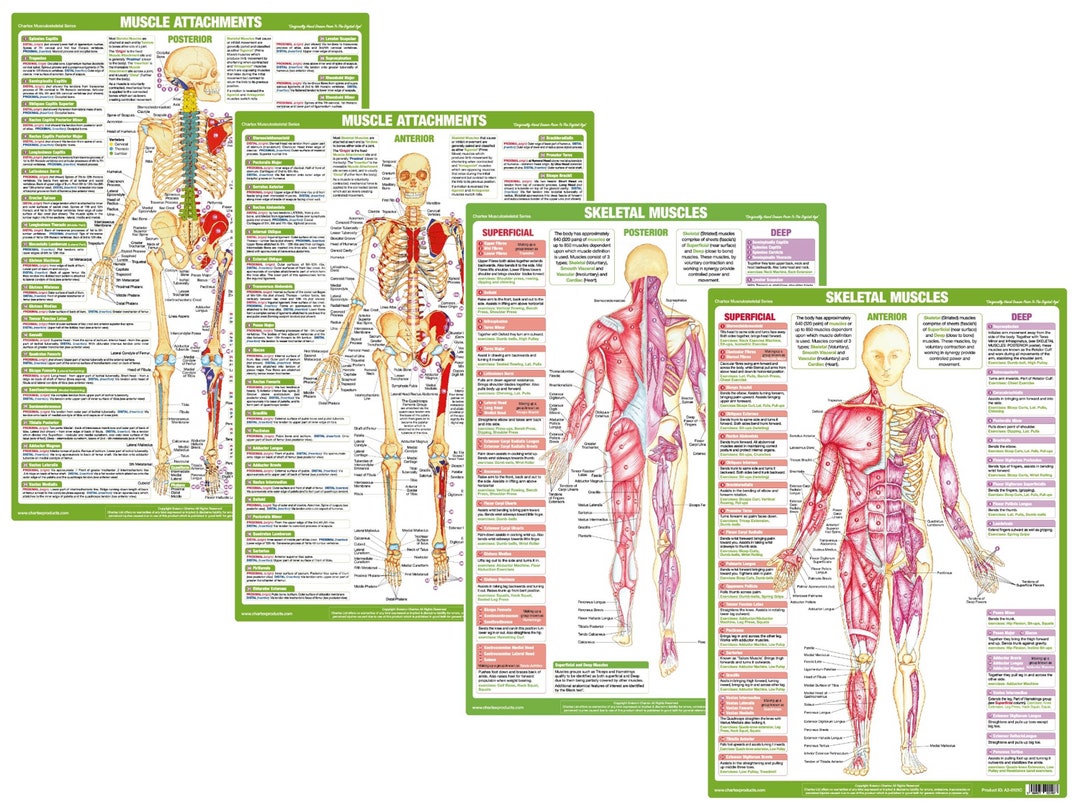 Muscle Anatomy Charts | Human Body Posters | Bodybuilding Posters - Etsy