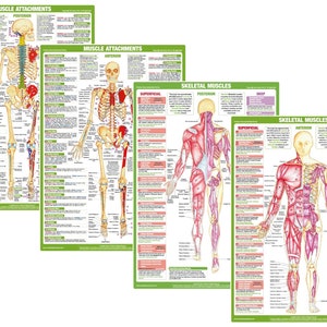 Muscle Anatomy Charts | Human Body Posters | Bodybuilding Posters - Etsy
