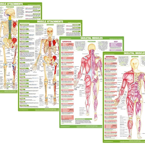 Muscle Anatomy Charts Human Body Posters - Etsy