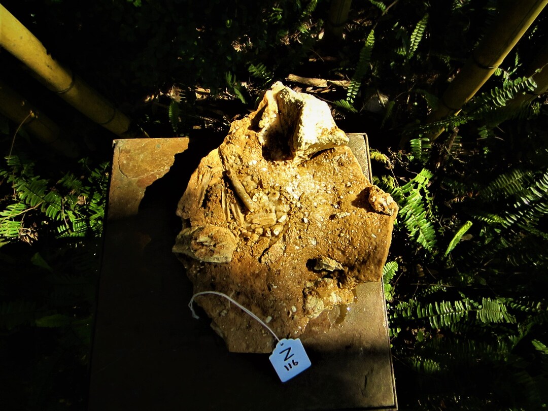 Calcite Flow Cave Rock / Marine Crustacean Shells / Aquarium - Etsy