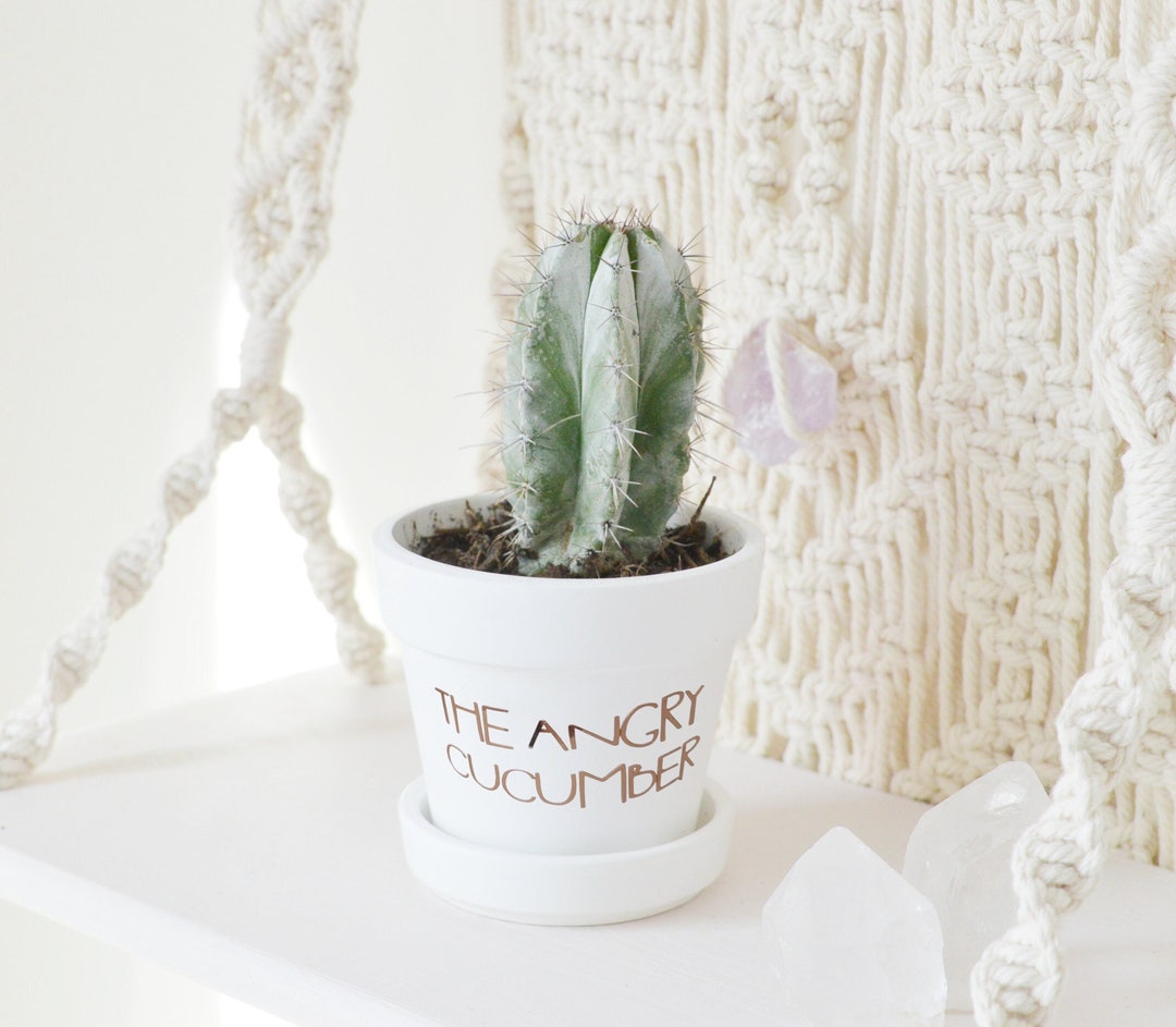 Funny Plant Pot: the Angry Cucumber Cactus Planter With Saucer - Etsy