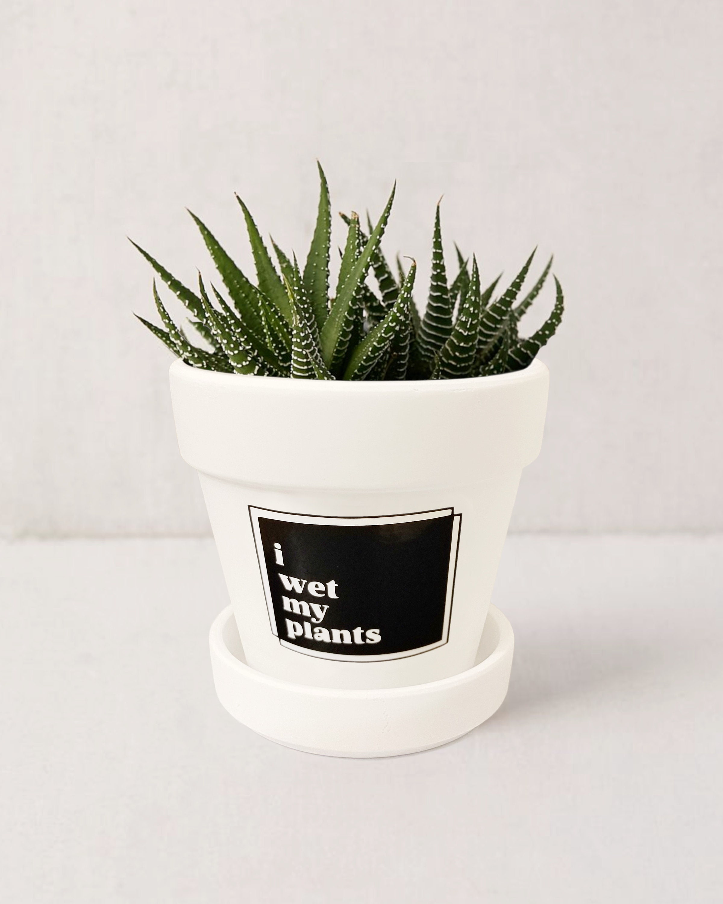 Punny Plant Pot Puns I Wet My Plants Funny Succulent Pots | Etsy