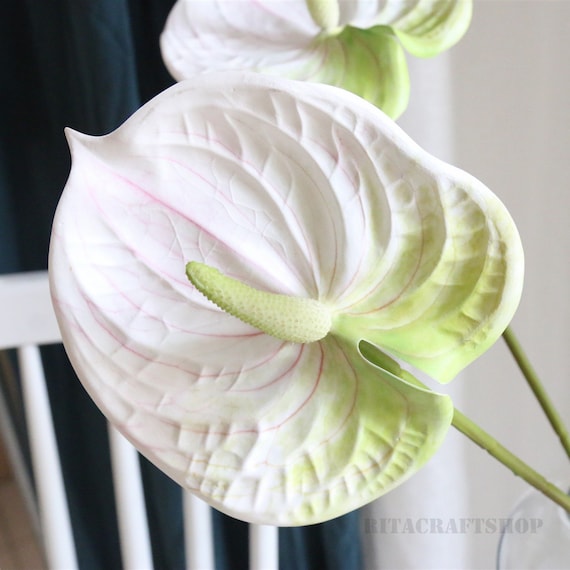 White Anthurium Bouquet