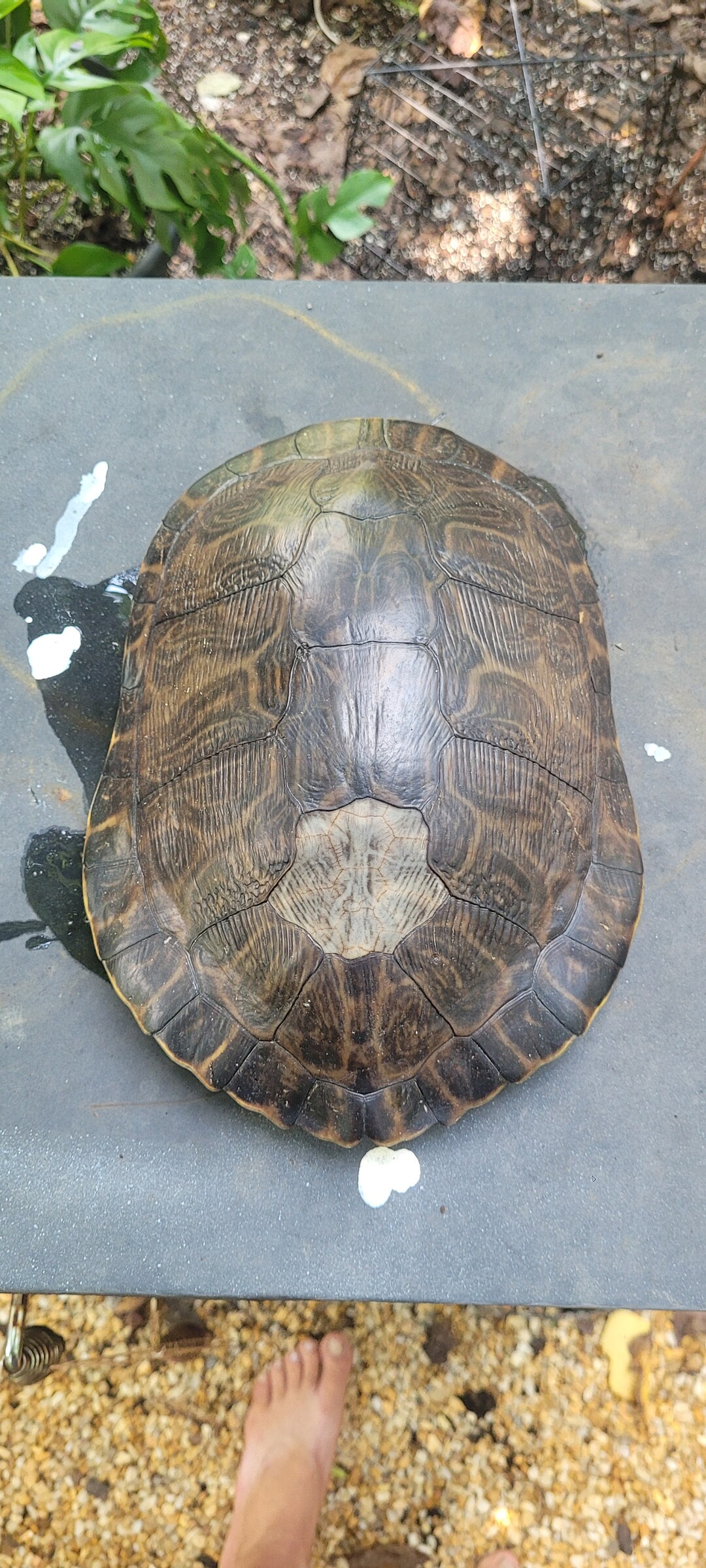 Large Turtle Shell - Etsy