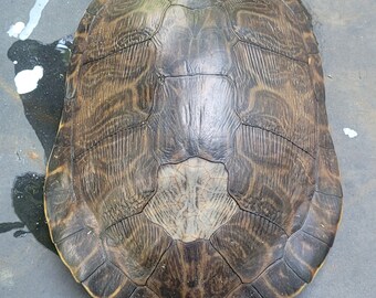 Rare Ruffled Turtle Shell - Etsy