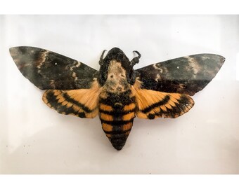 Items similar to Skull, Rose and Deaths head hawk moth tattoo drawing ...