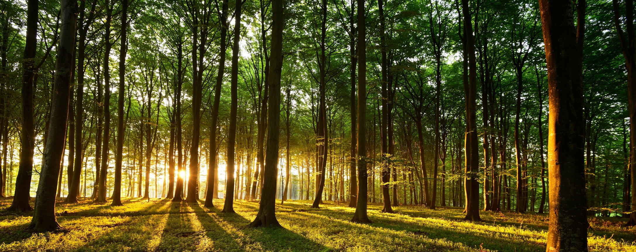 Breakthrough Wallpaper Mural Peel and Stick - Etsy