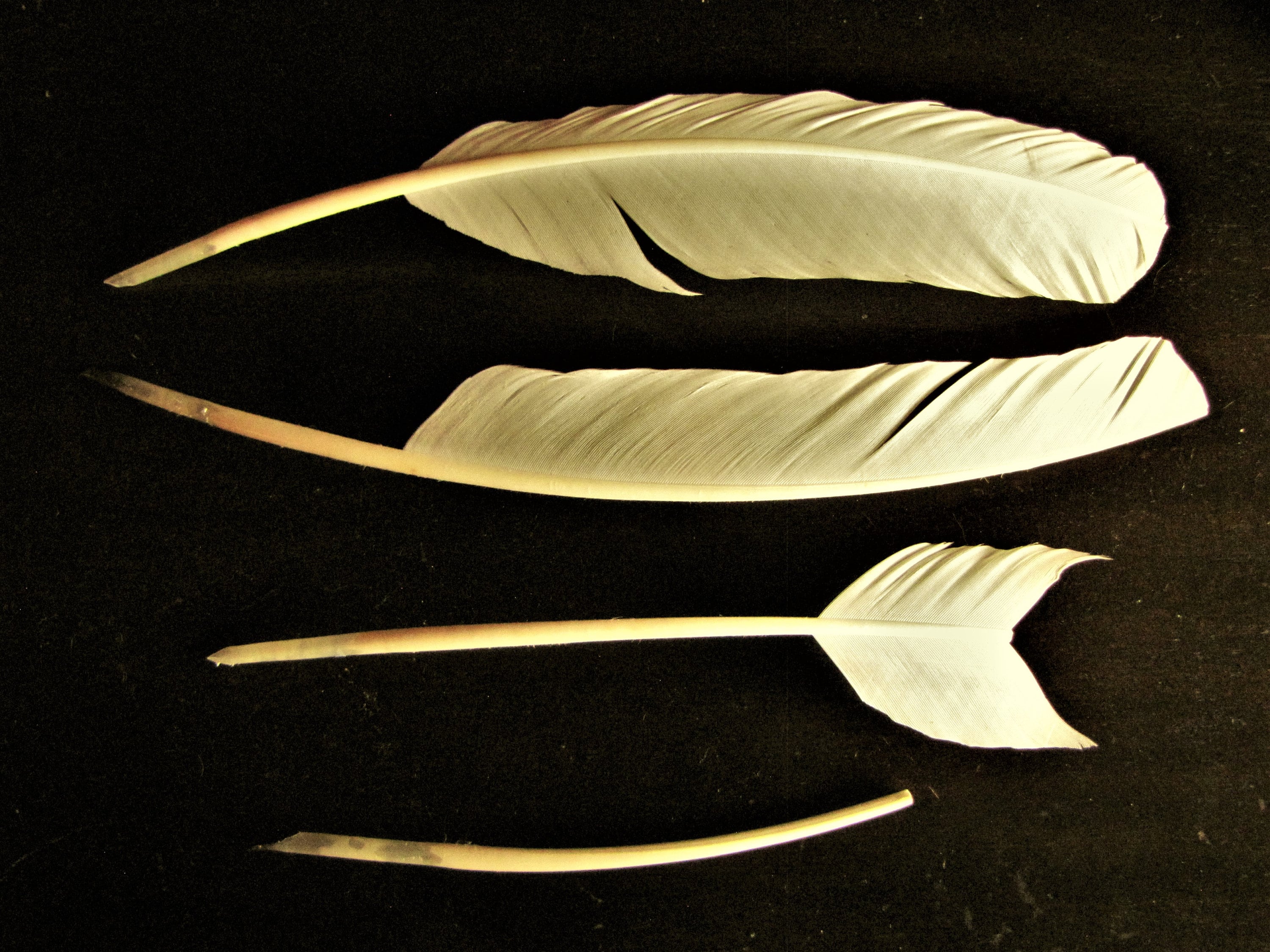 Hand-cut Quill Pen 18th Century Reproduction | Etsy