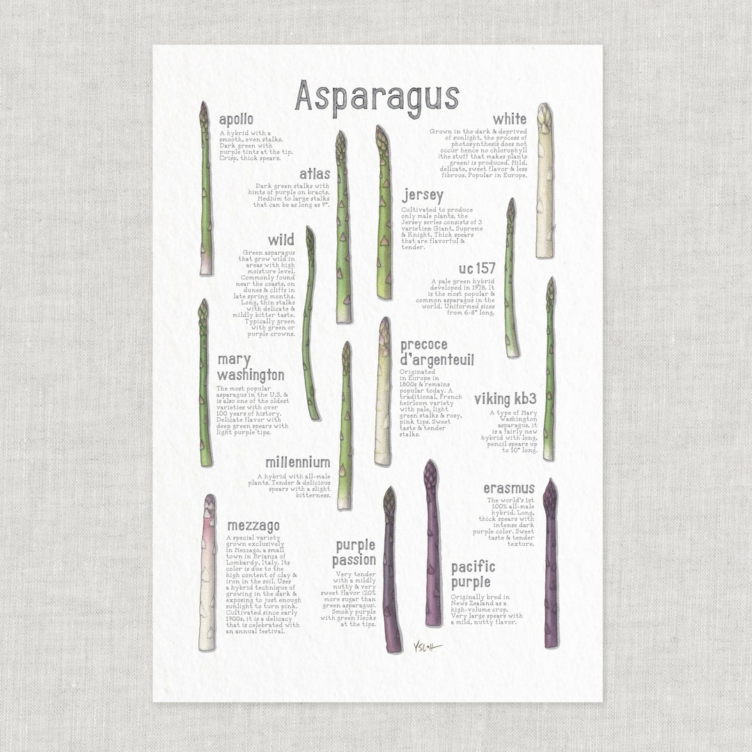 Asparagus: Poster / Food / Illustrations / Art Print / Home - Etsy