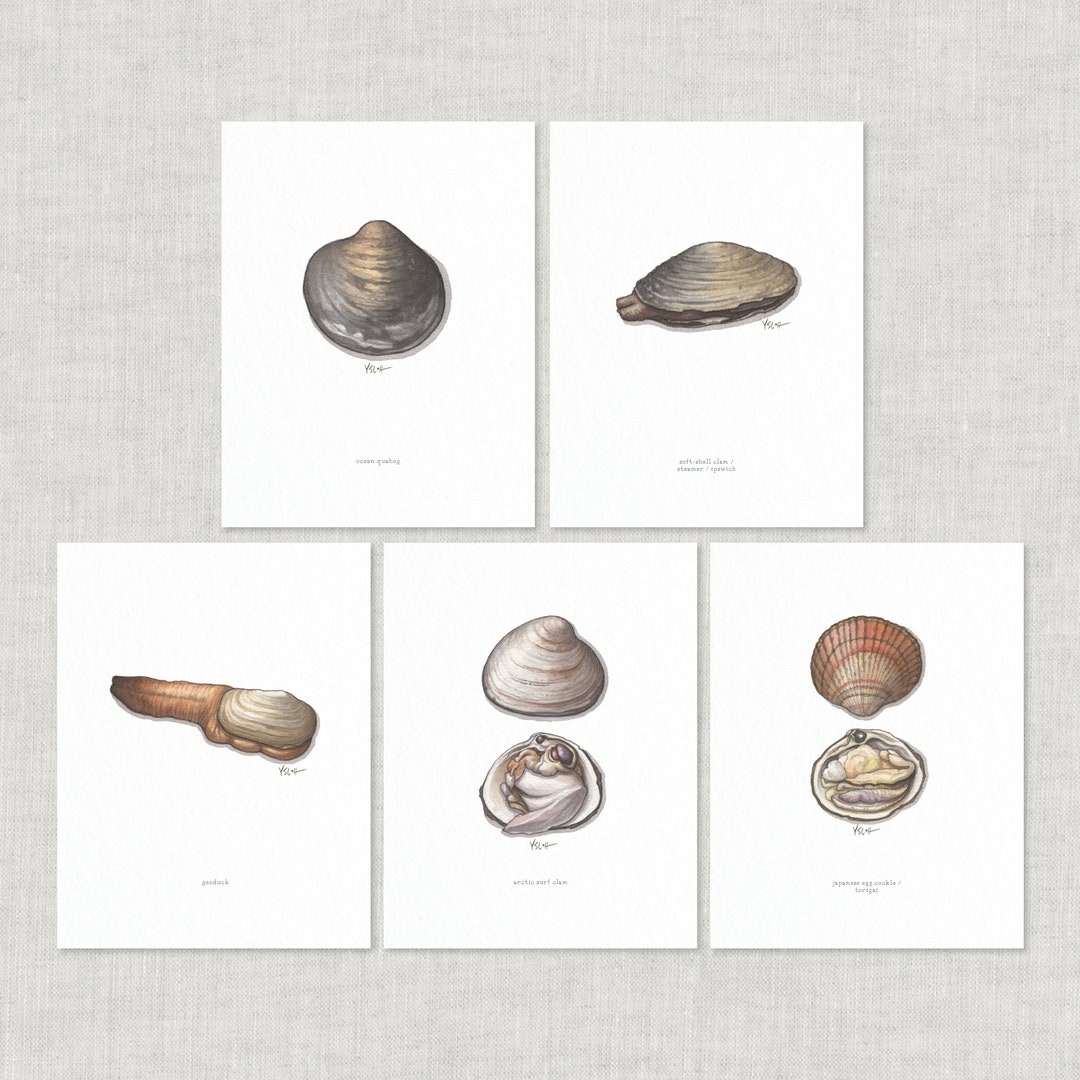 Bivalves (2 of 3): 8.5 X 11 Art Print / Watercolor Illustration / Home ...