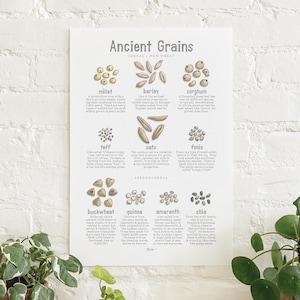 Ancient Grains: Poster / Cereal - Etsy
