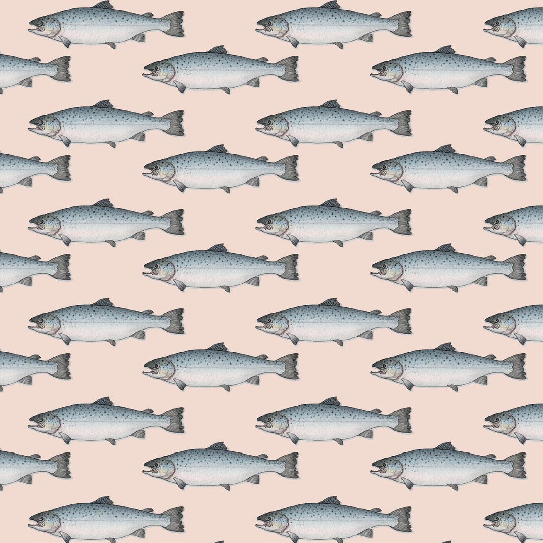 Salmon . Species: Gift Wrap Paper / Birthday / Parties / Anniversary ...