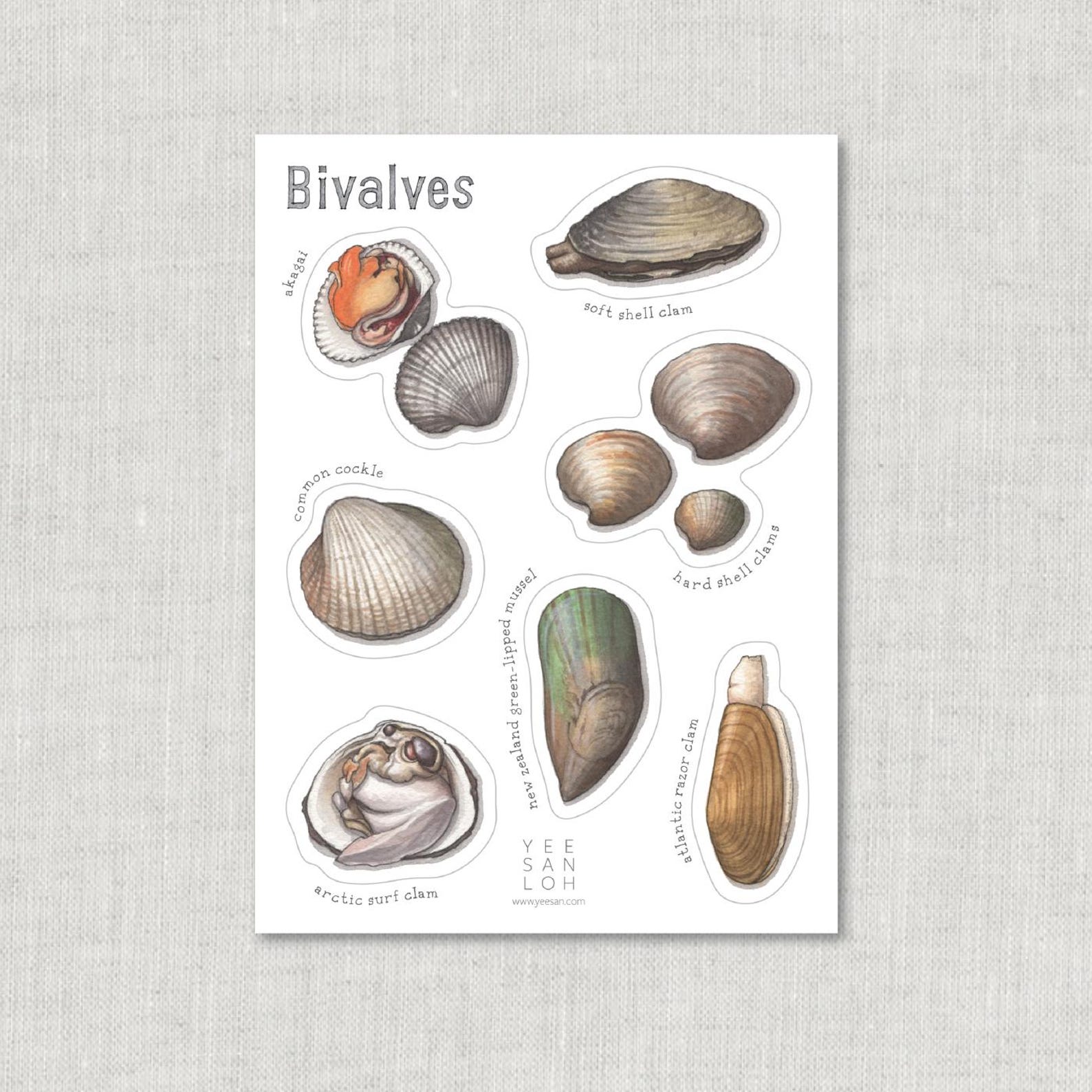 Stickers | Bivalves / Seafood / Shellfish / Clams / Oysters / Scallop ...