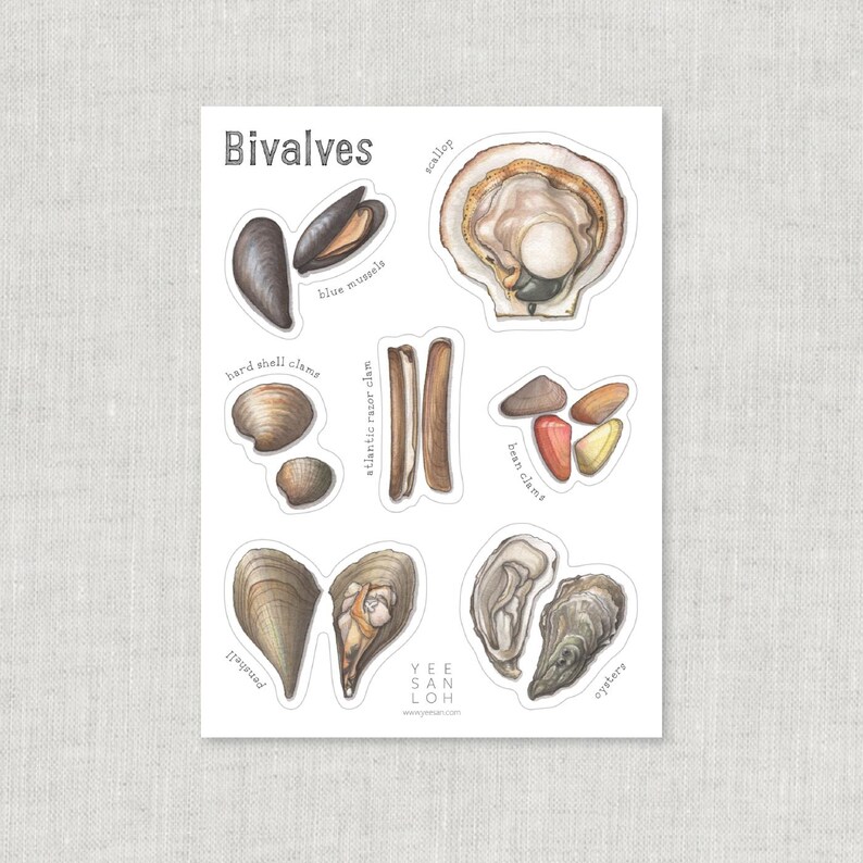 Stickers | Bivalves / Seafood / Shellfish / Clams / Oysters / Scallop ...