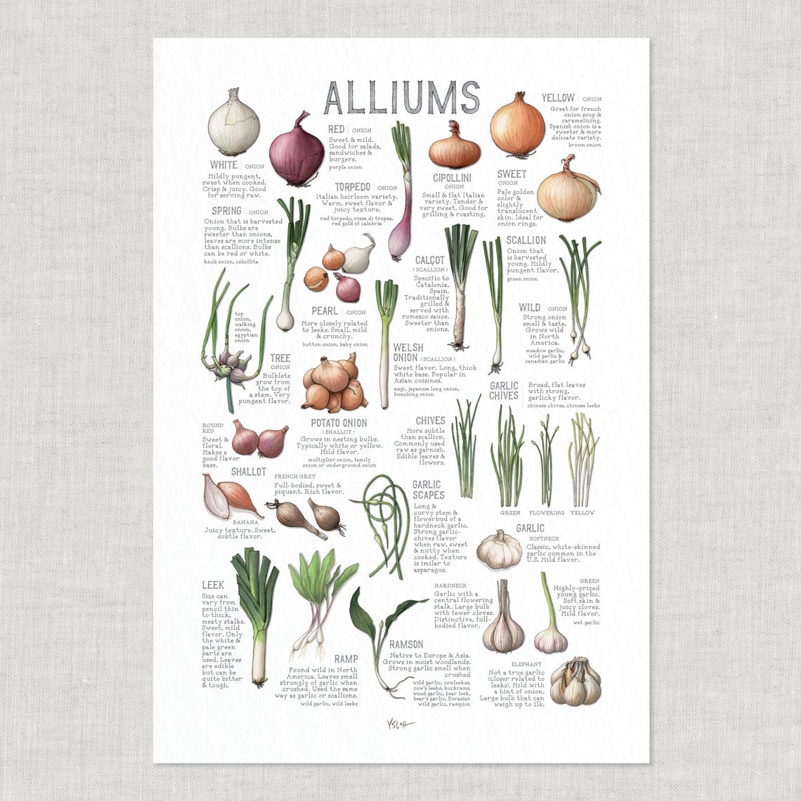 Alliums: Poster / Food / Vegetables / Fruit / Illustrations / Art Print ...