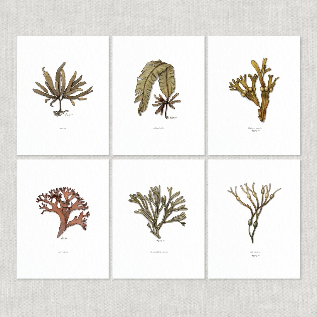 Seaweed 1 of 4: 8.5 X 11 Art Print / Watercolor Illustration / Home ...
