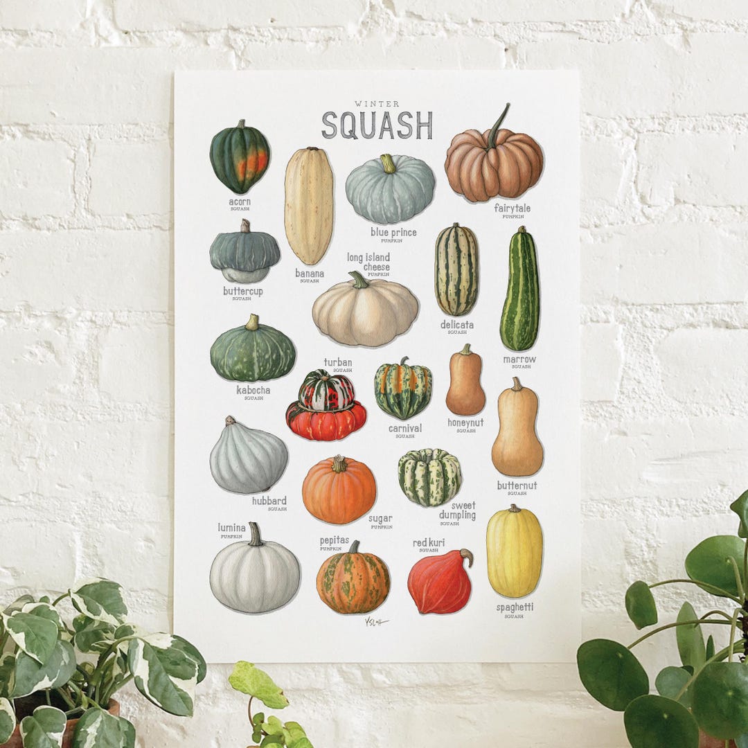 Squash (winter): Poster / Food / Illustrations / Art Print / Home Decor ...