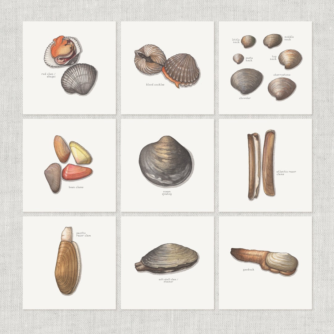 Bivalves1 of 2: Soft-shell Clam / Notecard / Thank You Card / Message ...