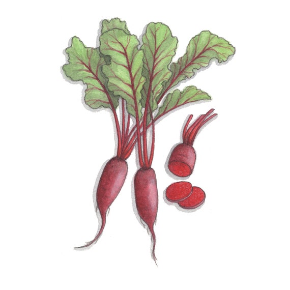 Botanical Drawing Beet