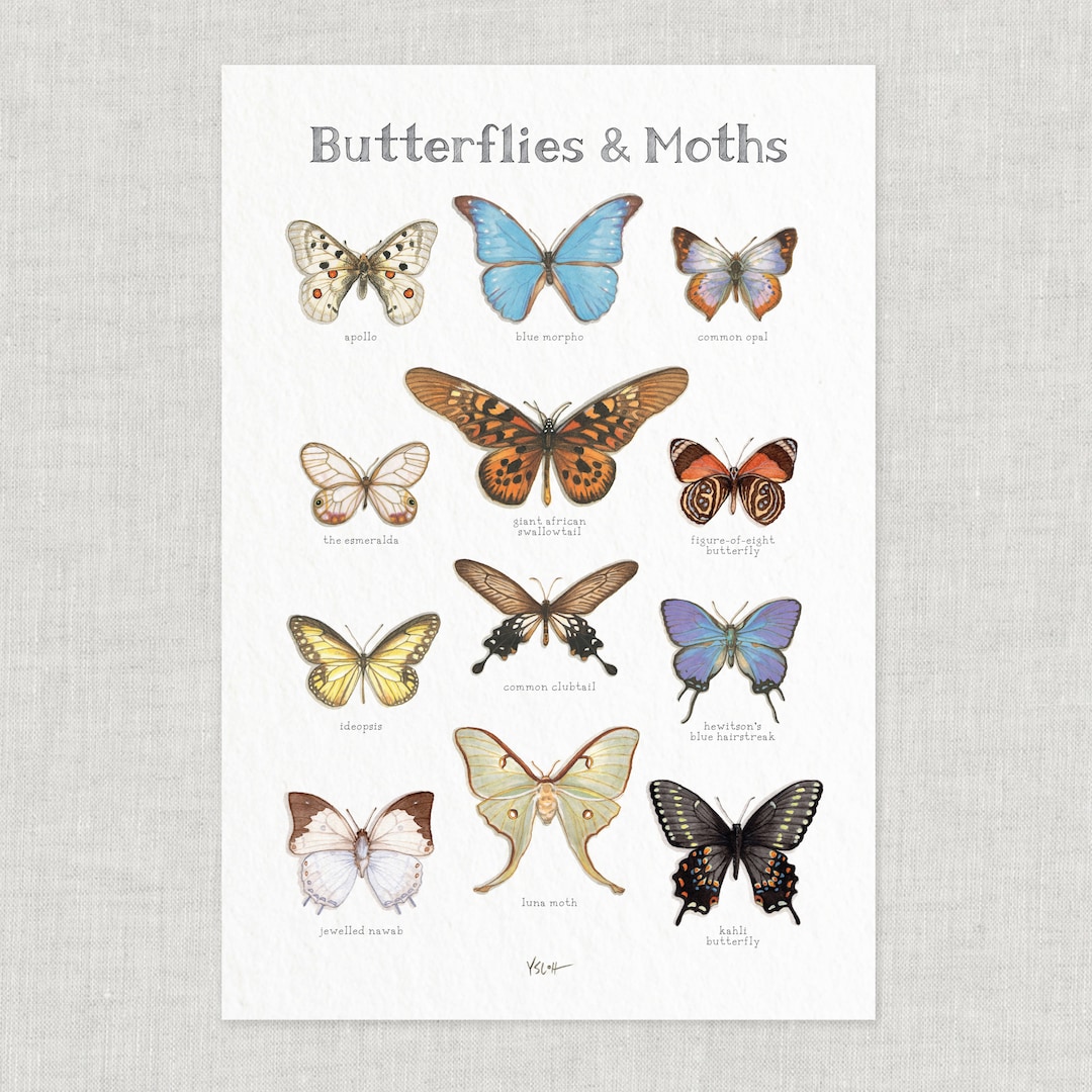 Butterflies & Moths 01 / Poster / Illustrations / Art Print / Home ...