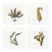 Seaweed: Cards Box Set / Notecards / Flat Cards / Watercolor ...