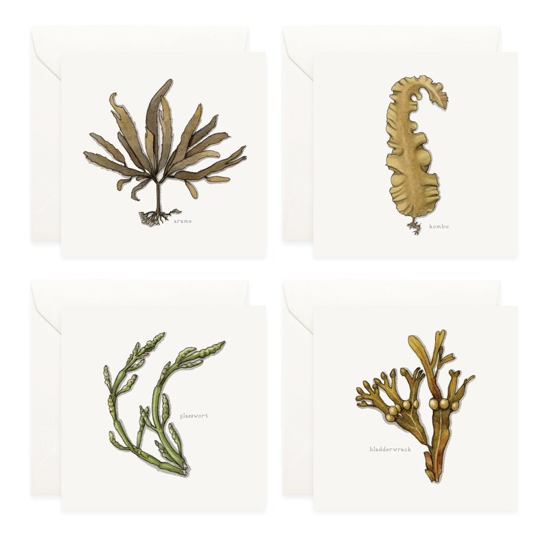Seaweed: Cards Box Set / Notecards / Flat Cards / Watercolor - Etsy
