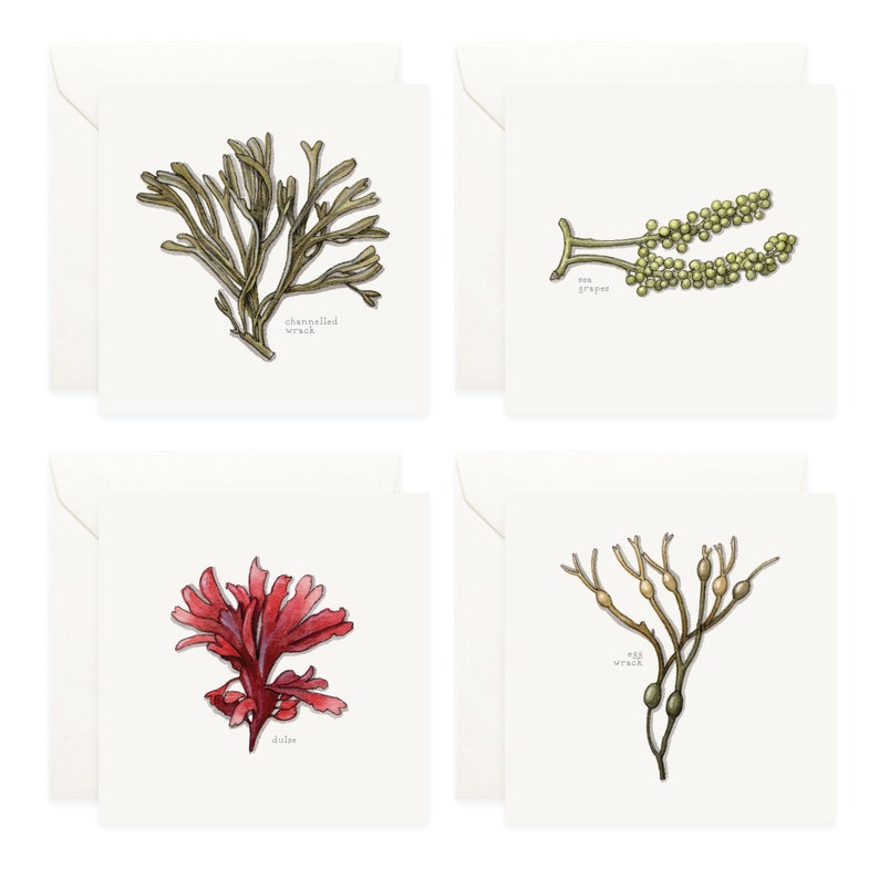 Seaweed: Cards Box Set / Notecards / Flat Cards / Watercolor - Etsy