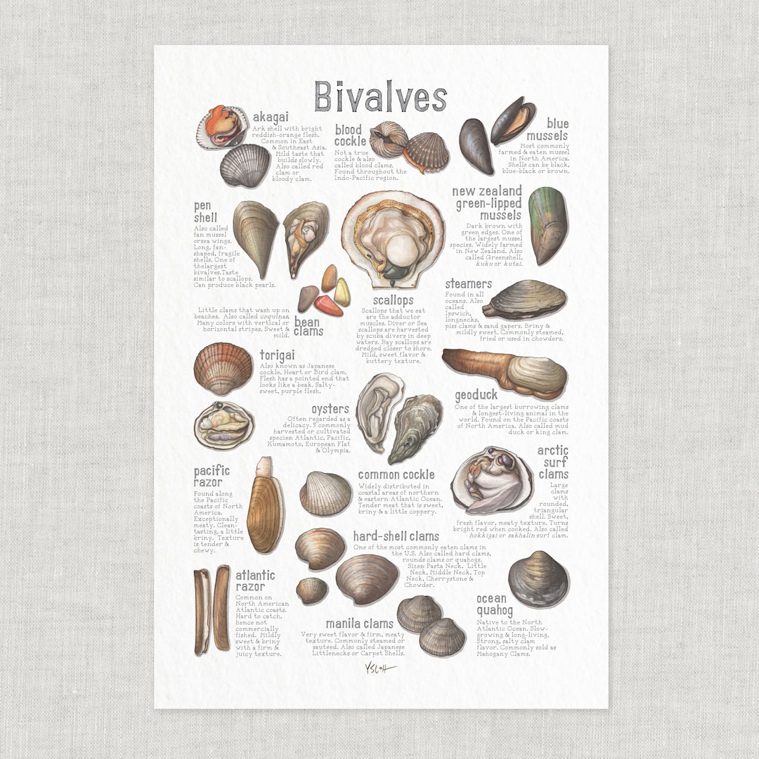 Bivalves: Poster / Food / Illustrations / Art Print / Home Decor ...