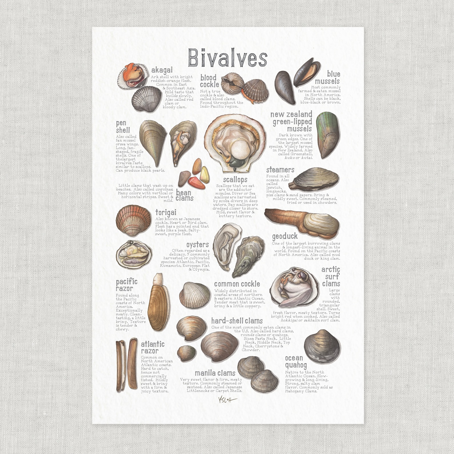 Bivalves: Poster / Food / Illustrations / Art Print / Home Decor ...