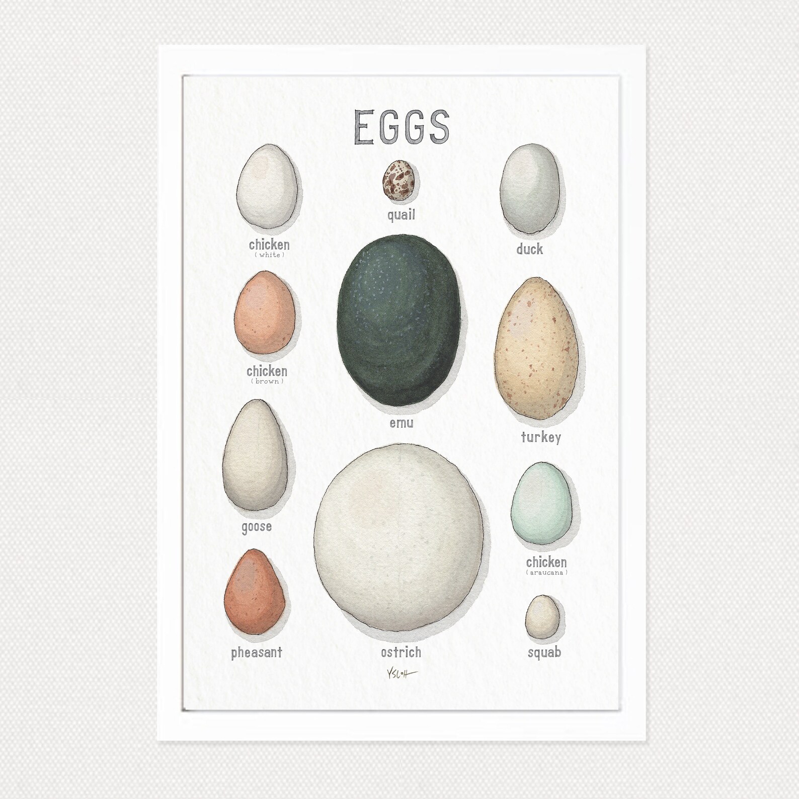 Eggs / Poster / Food / Poultry / Illustrations / Art Print / - Etsy ...