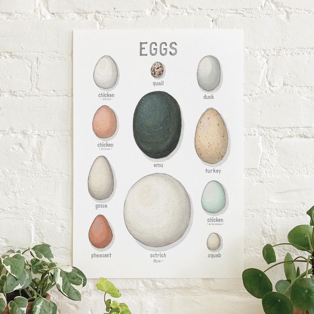 Eggs: Types / Poster / Food / Poultry / Illustrations / Art Print ...