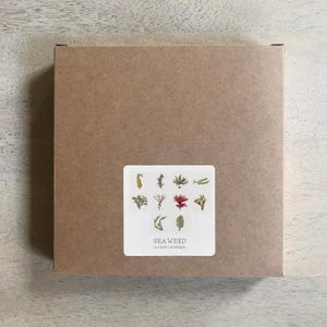 Seaweed: Cards Box Set / Notecards / Flat Cards / Watercolor ...