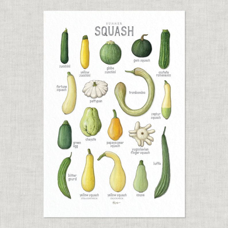 Squash (summer): Poster / Vegetables - Etsy