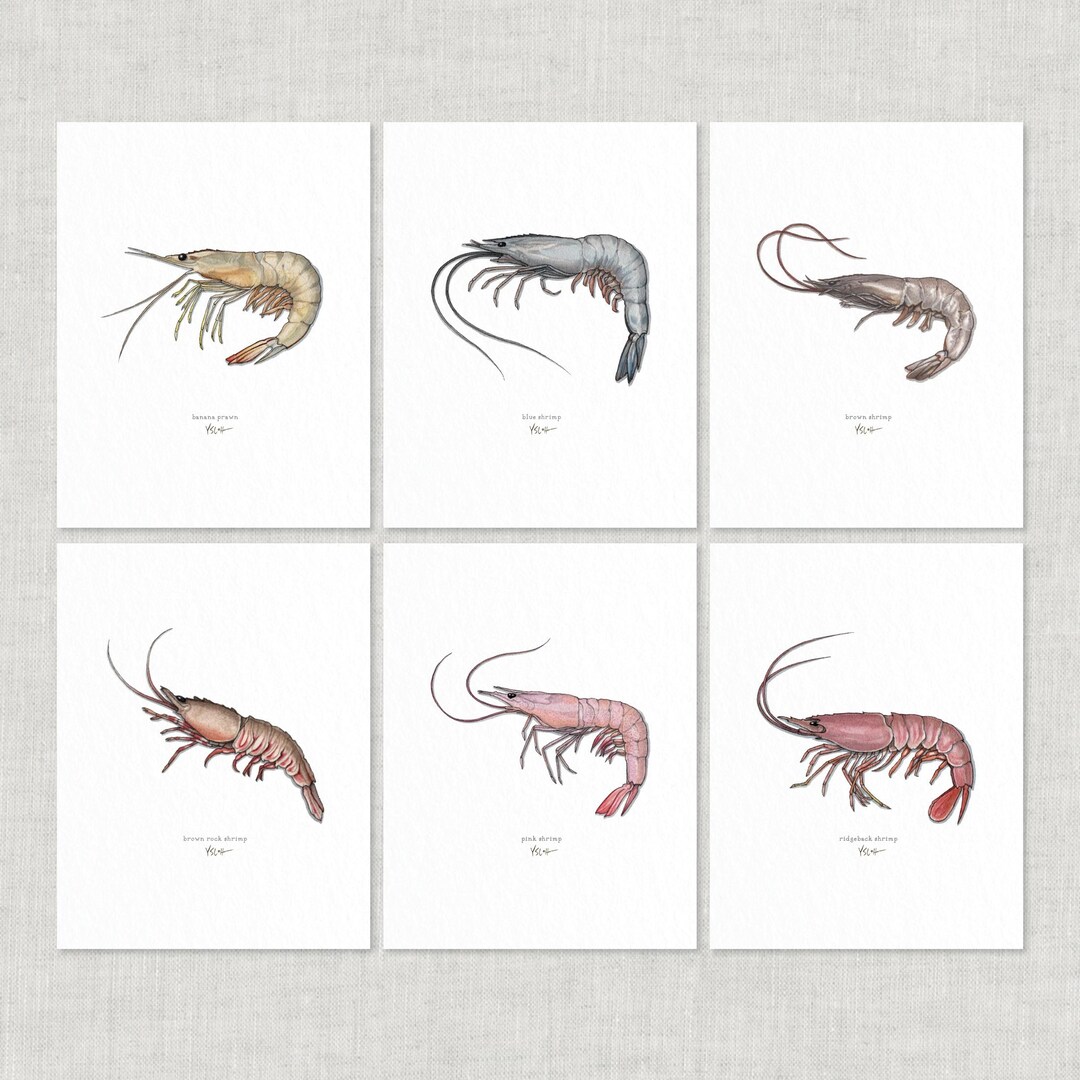 Shrimp & Prawn 01: 8.5 X 11 Art Print / Watercolor Illustration / Home ...