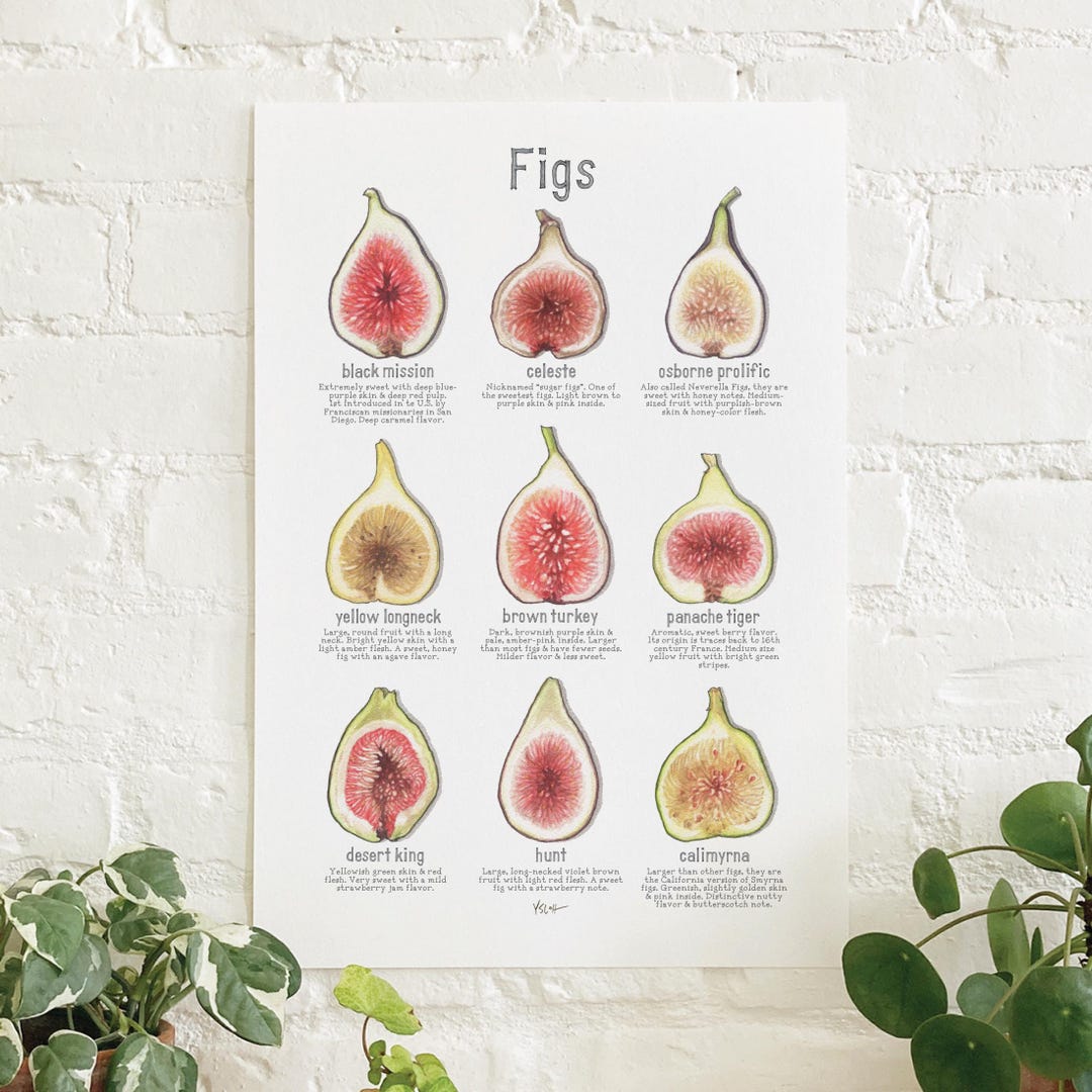 Figs: Poster / Fruit - Etsy