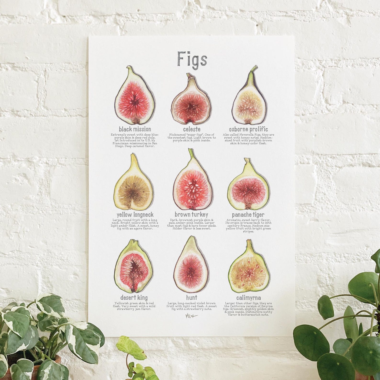 Figs: Poster / Fruit - Etsy