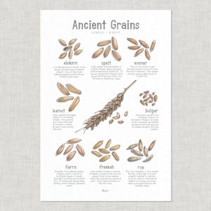 Ancient Grains: Poster / Cereal - Etsy