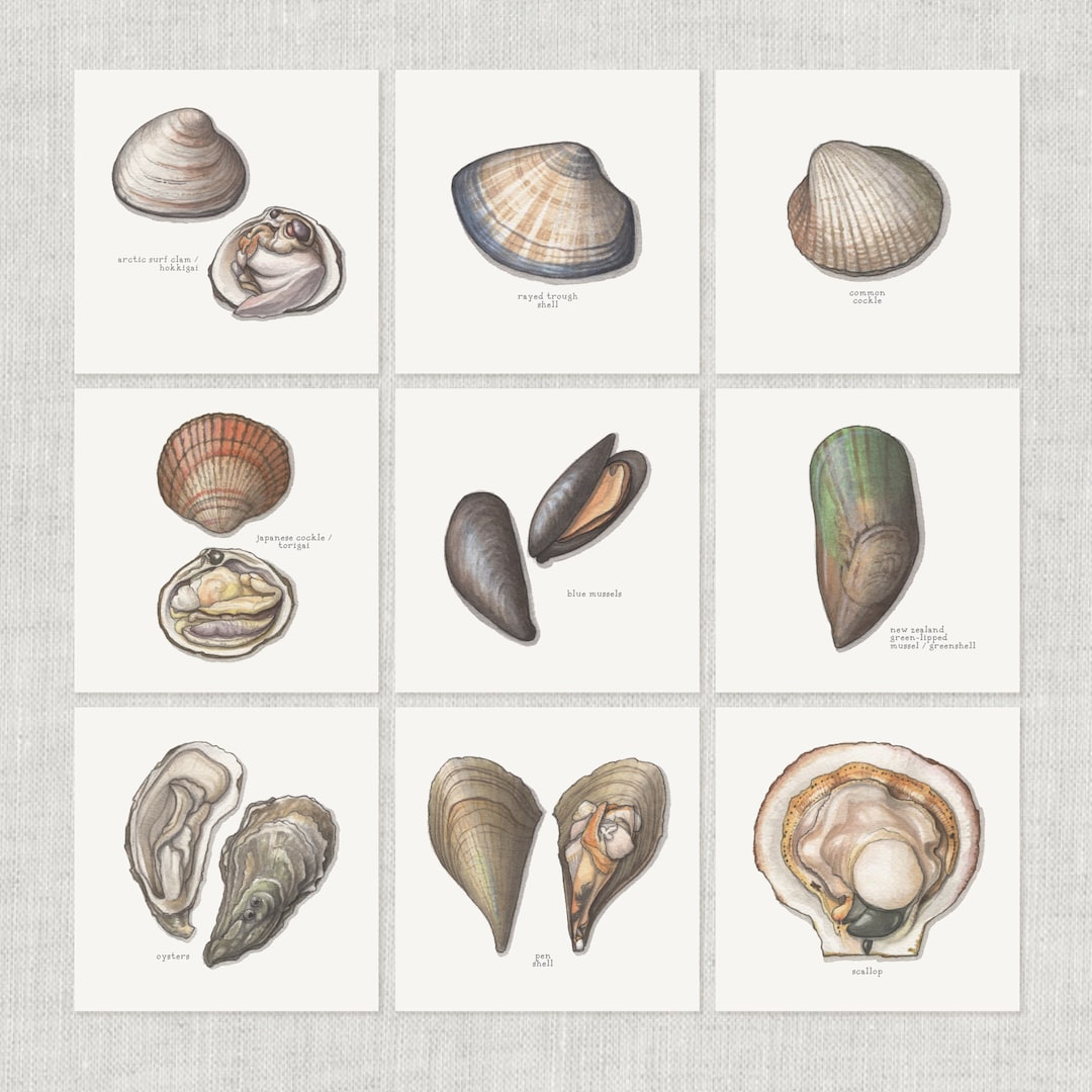 Bivalves2 of 2: Soft-shell Clam / Notecard / Thank You Card / Message ...