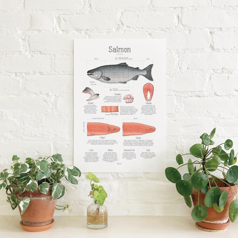 Salmon: Poster / Cuts / Species / Smoked - Etsy