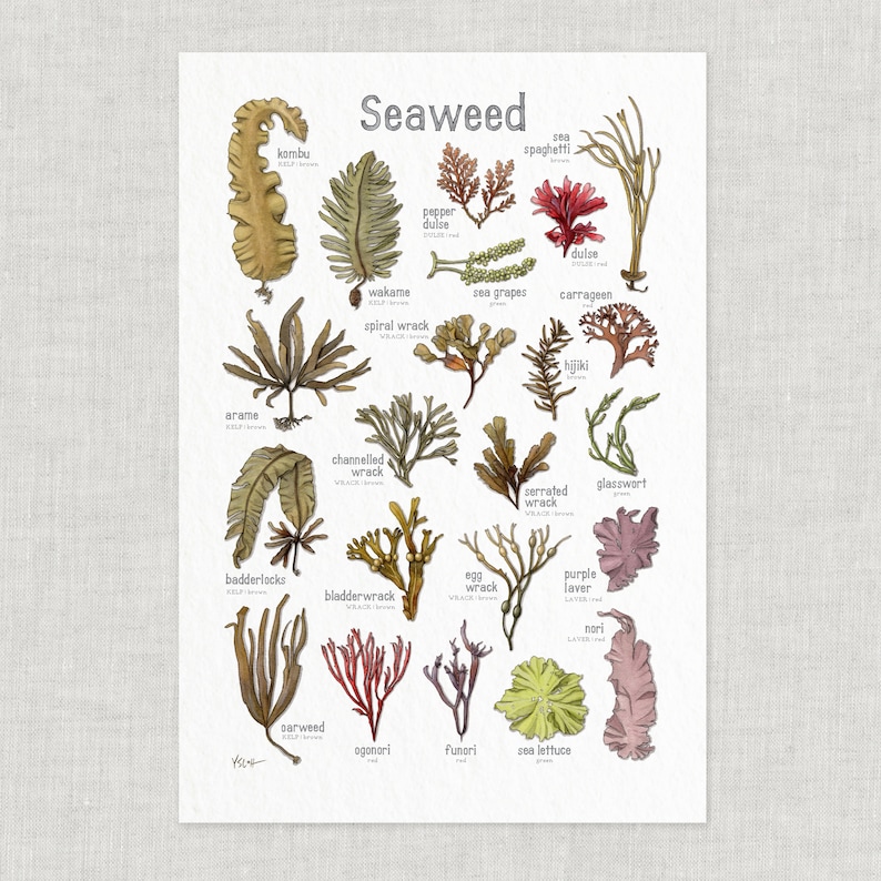 Seaweed: Poster / Sea Vegetables - Etsy